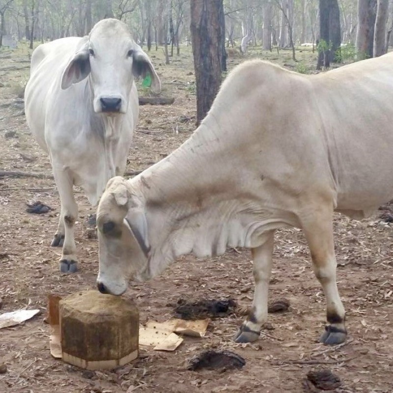 Cattle with blocks | Agricon Products