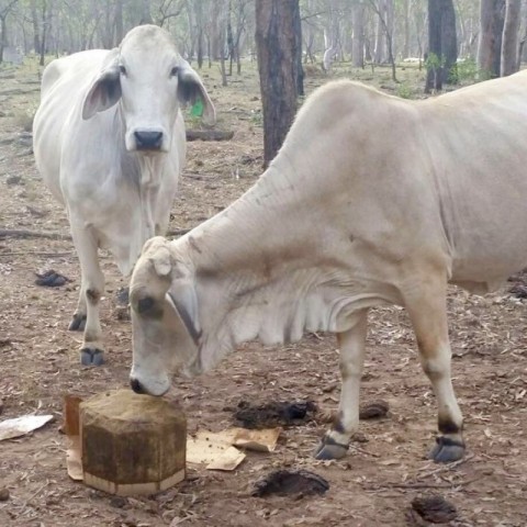Cattle with blocks | Agricon Products