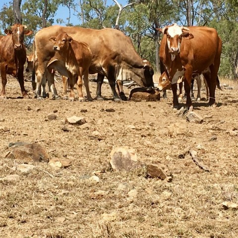 Cattle with blocks | Agricon Products