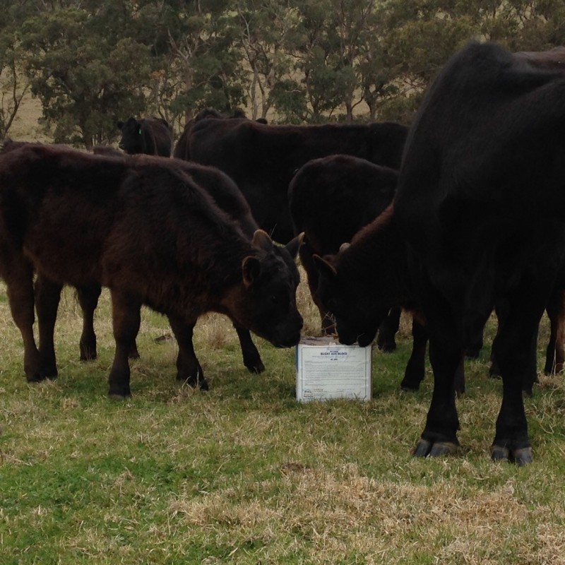 Cattle with blocks | Agricon Products