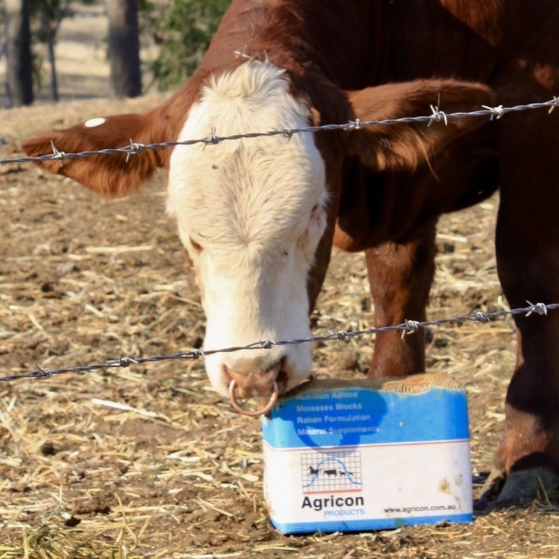 Blocks - Salt vs Molasses: Is There a Difference? | Agricon Products