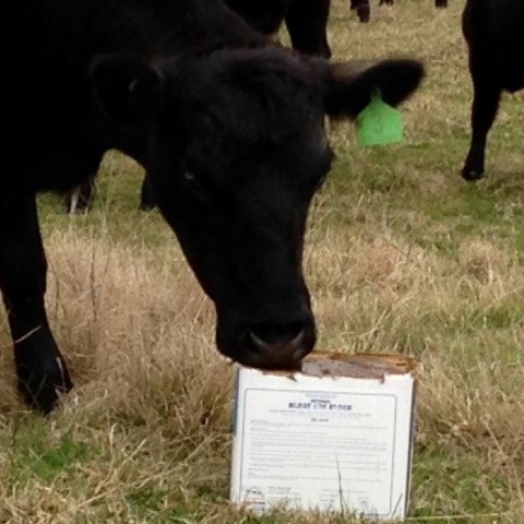 Cattle with blocks | Agricon Products